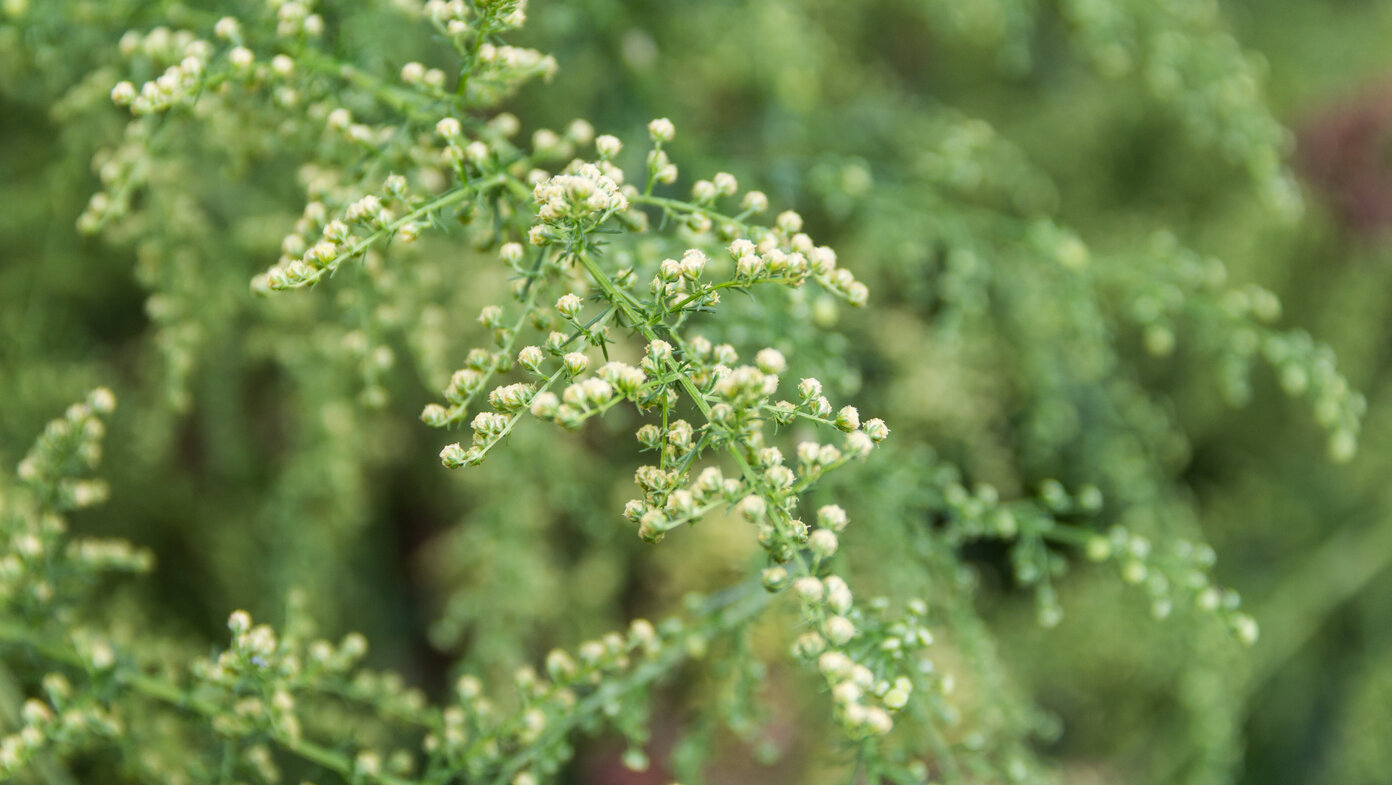 Artemisia Annua Krebs
