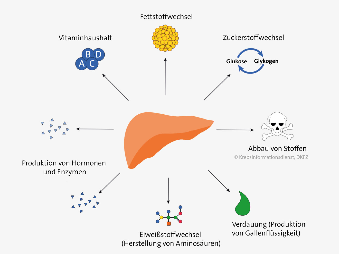 Ethanol Bei Leberzellkarzinom – Ernährung bei Leber- und Gallenleiden ...