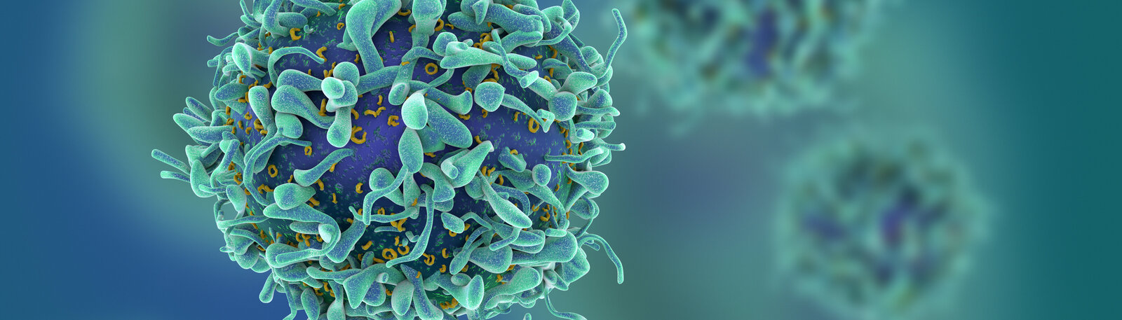 Krebserkrankungen und Krebsarten | DKFZ - Krebsinformationsdienst